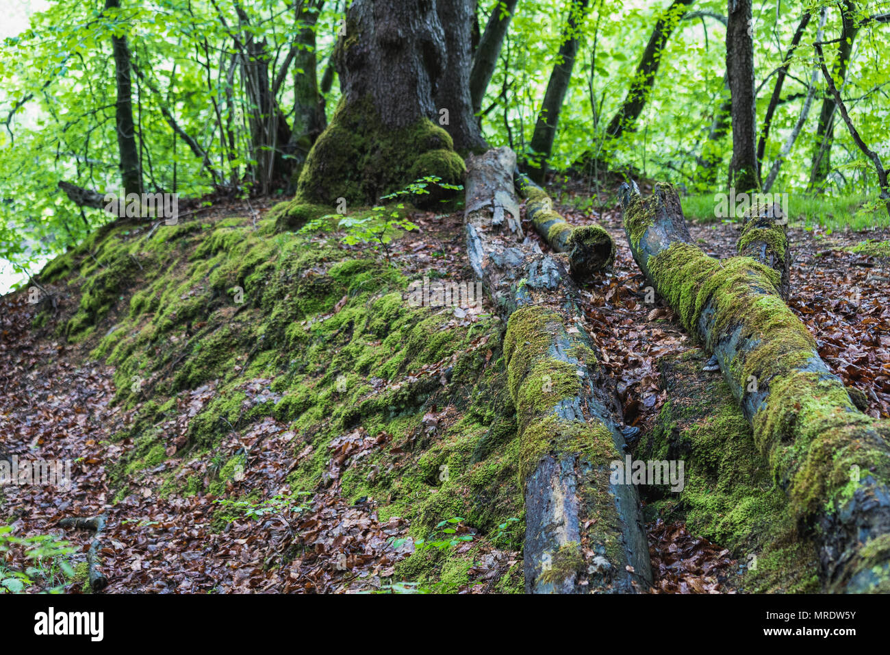 mossy green deciduous forest landscape in frutigen switzerland Stock ...