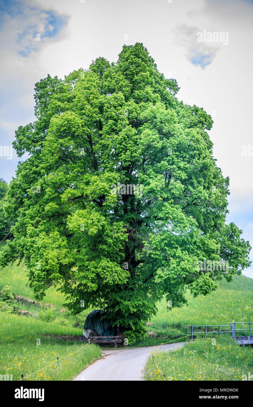 Amazing old linden tree under spectacular sky switzerland Stock Photo ...