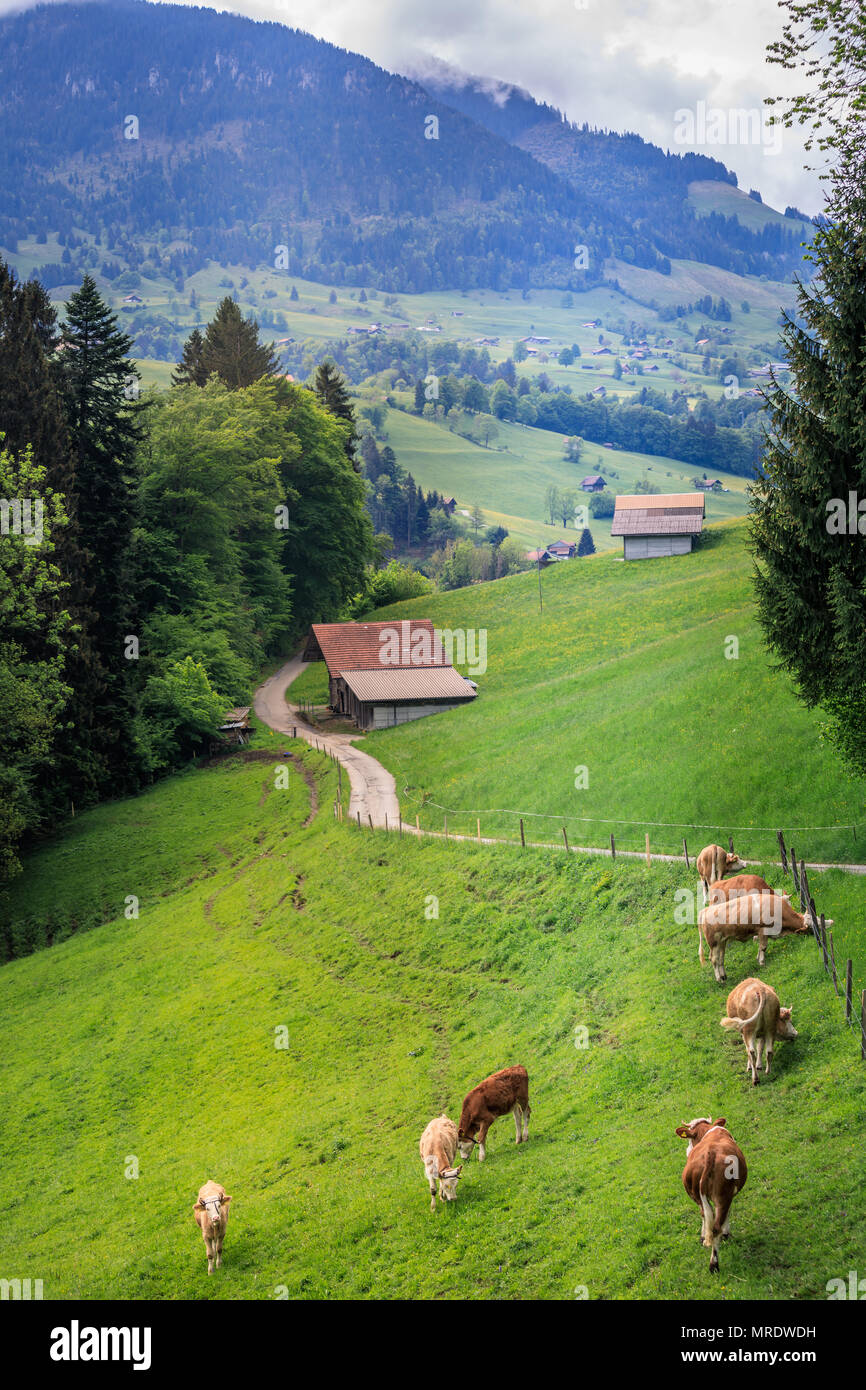 Swiss Cows in a grass field in frutigen switzerland Stock Photo - Alamy