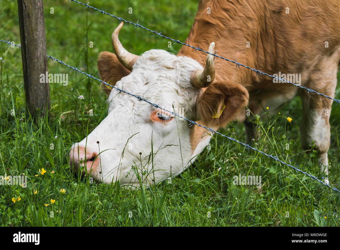 Switzerland cow bio hi-res stock photography and images - Alamy