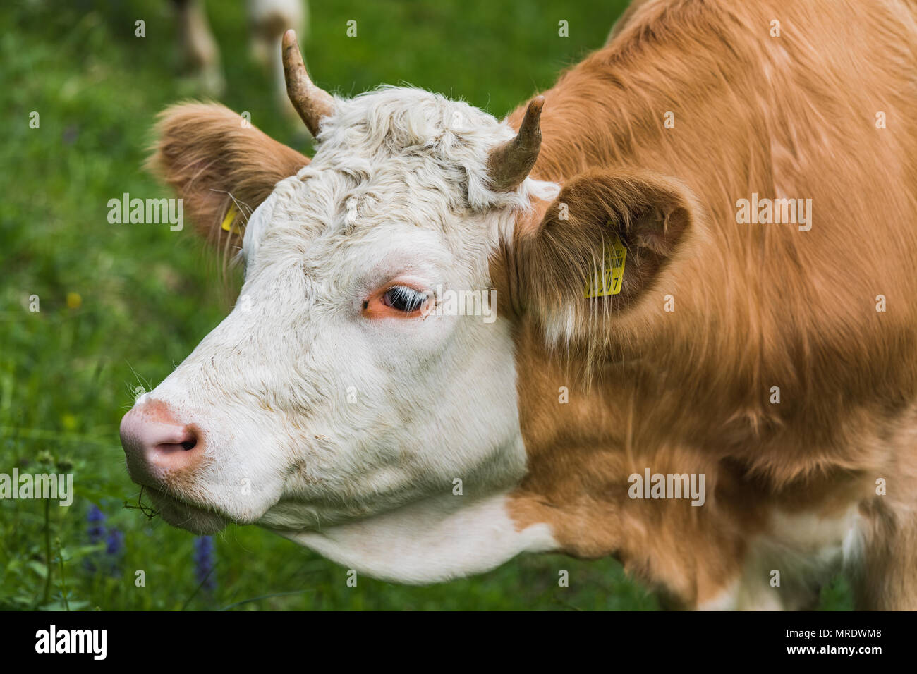 Switzerland cow bio hi-res stock photography and images - Alamy