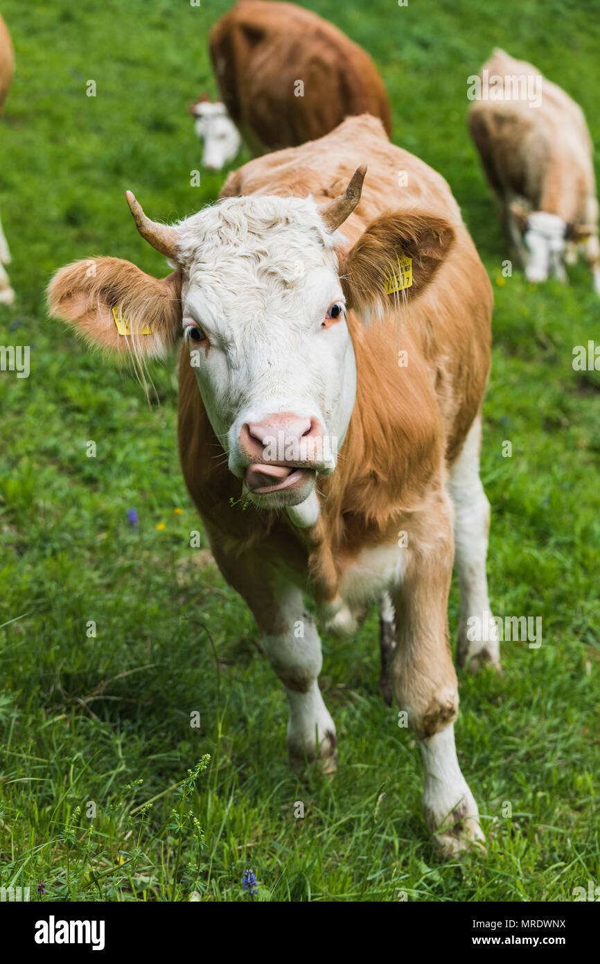 Swiss Cow in a grass field in frutigen switzerland Stock Photo - Alamy