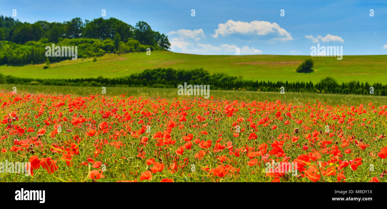 Poppy field panorama hi-res stock photography and images - Alamy