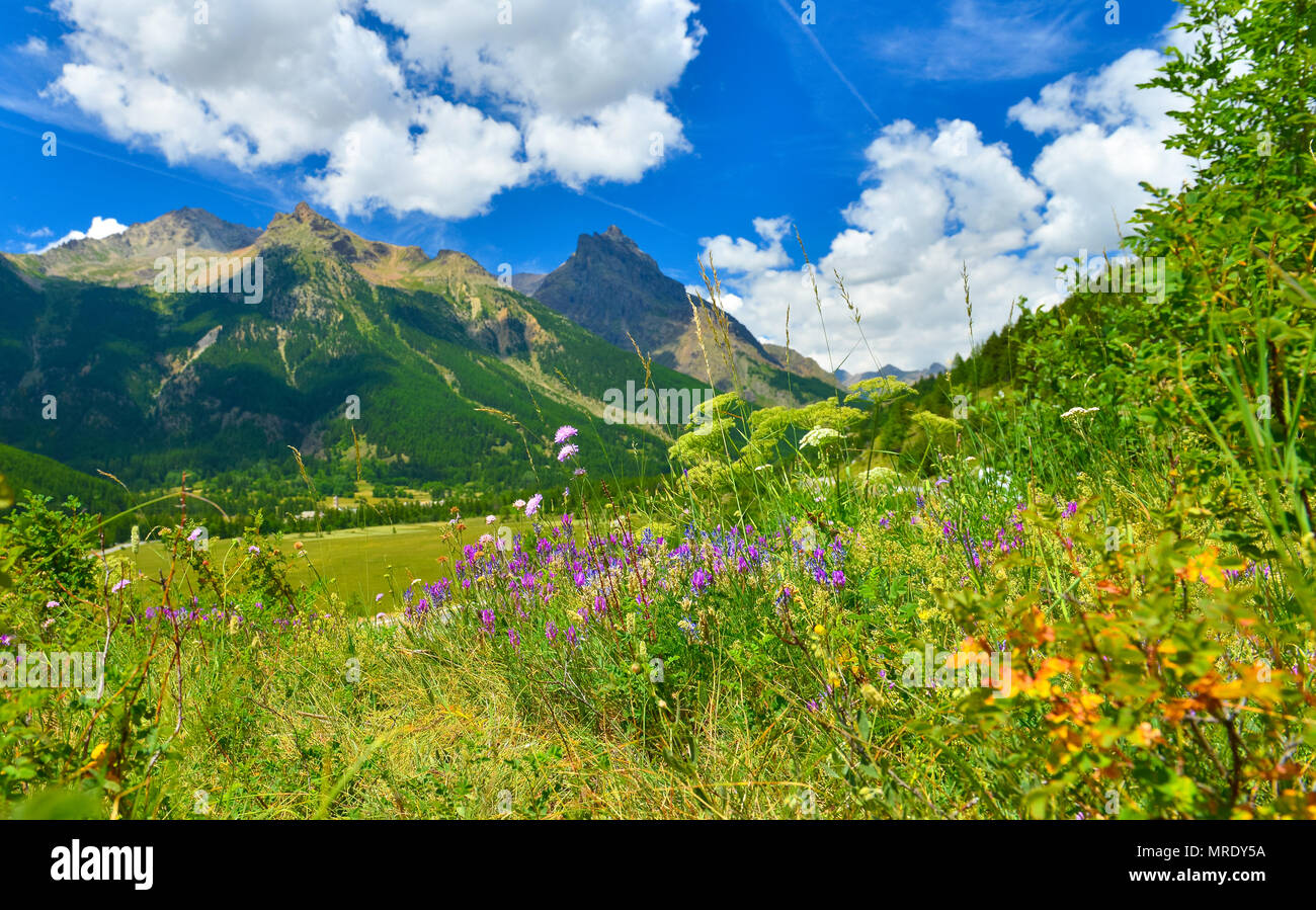 Alpine flowers alps hi-res stock photography and images - Alamy