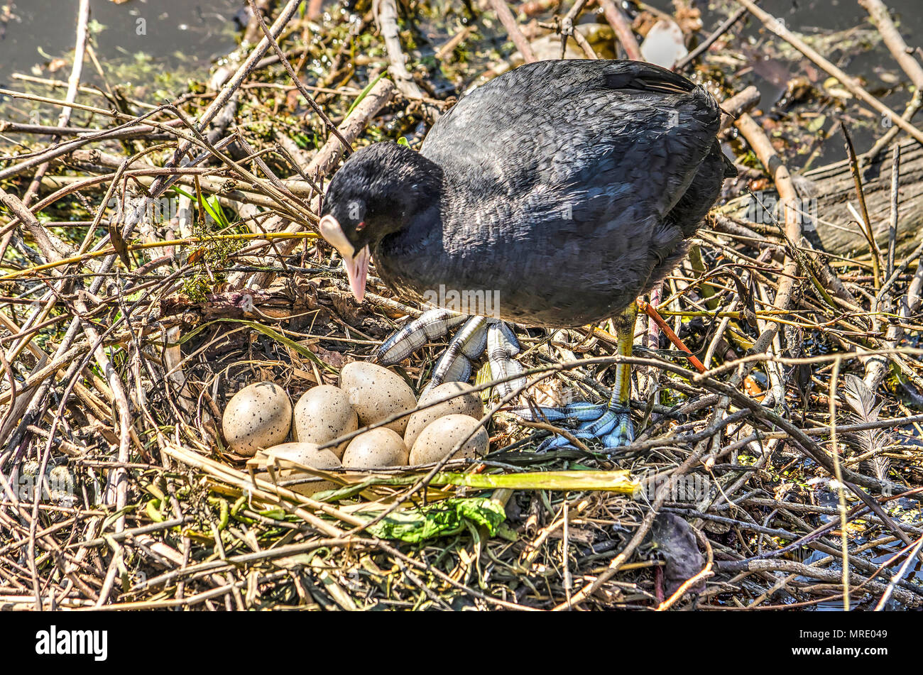 Coot inspecting it's eggs in a nest built of twigs and other materials ...