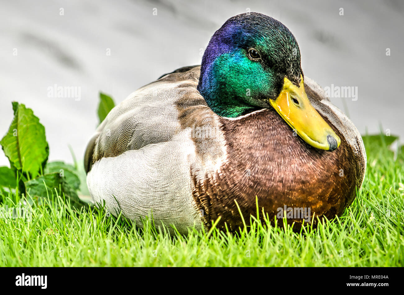 Slightly overweight male duck taking a rest in the grass by the side of ...
