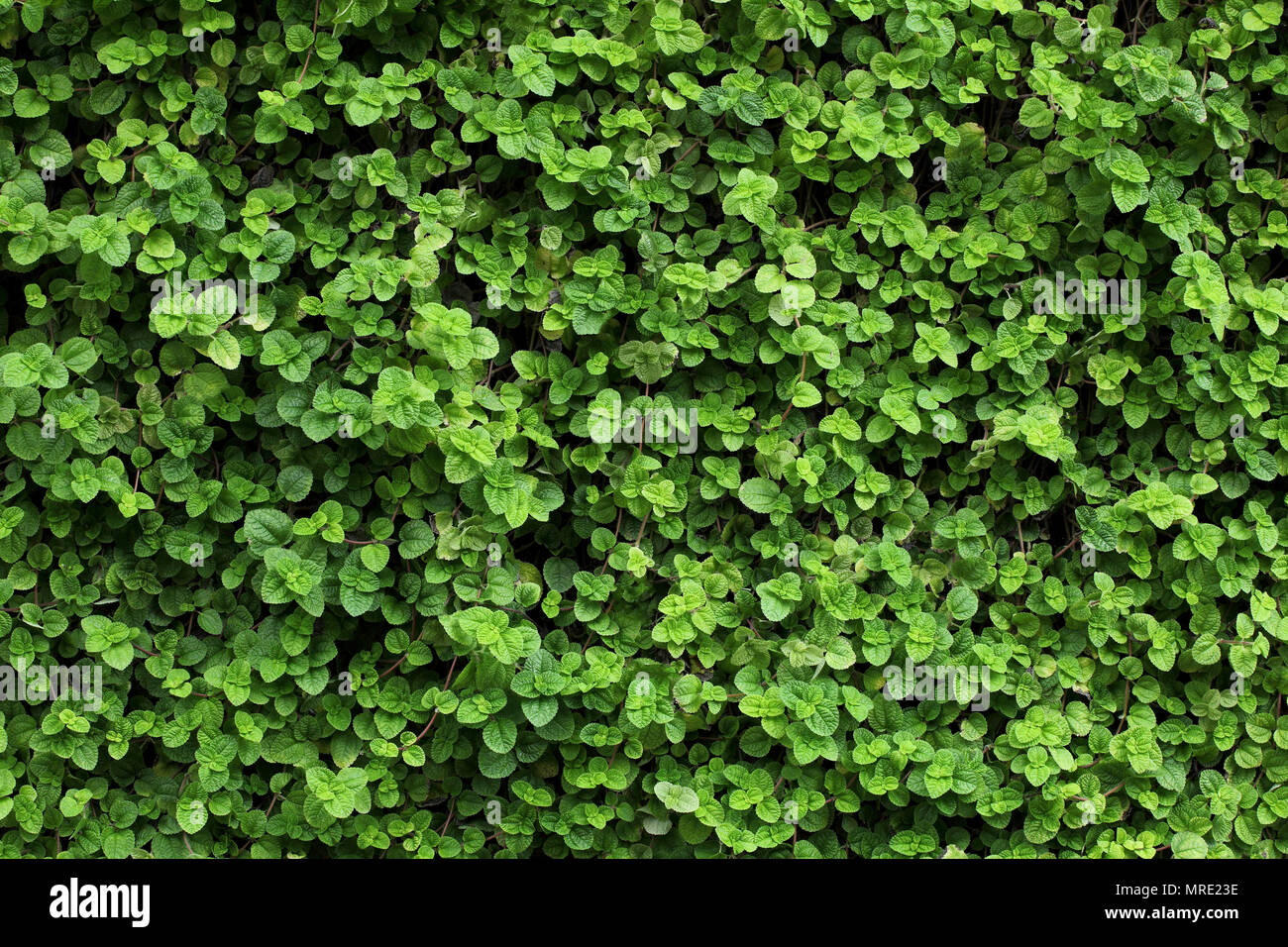 Green Leaves Pattern / Natural Pattern Background Stock Photo - Alamy