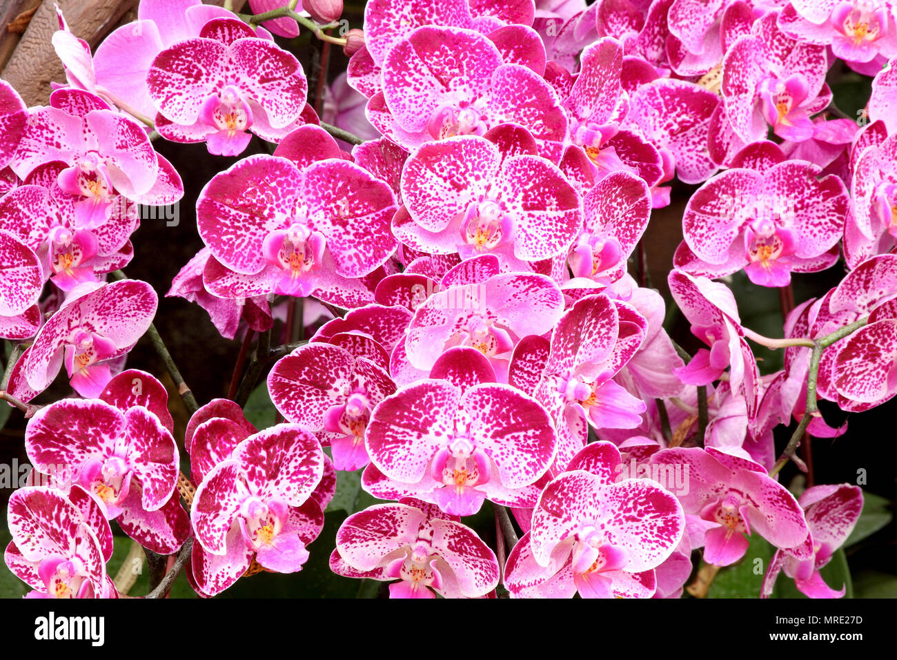 Beautiful group wild orchid hi-res stock photography and images - Alamy