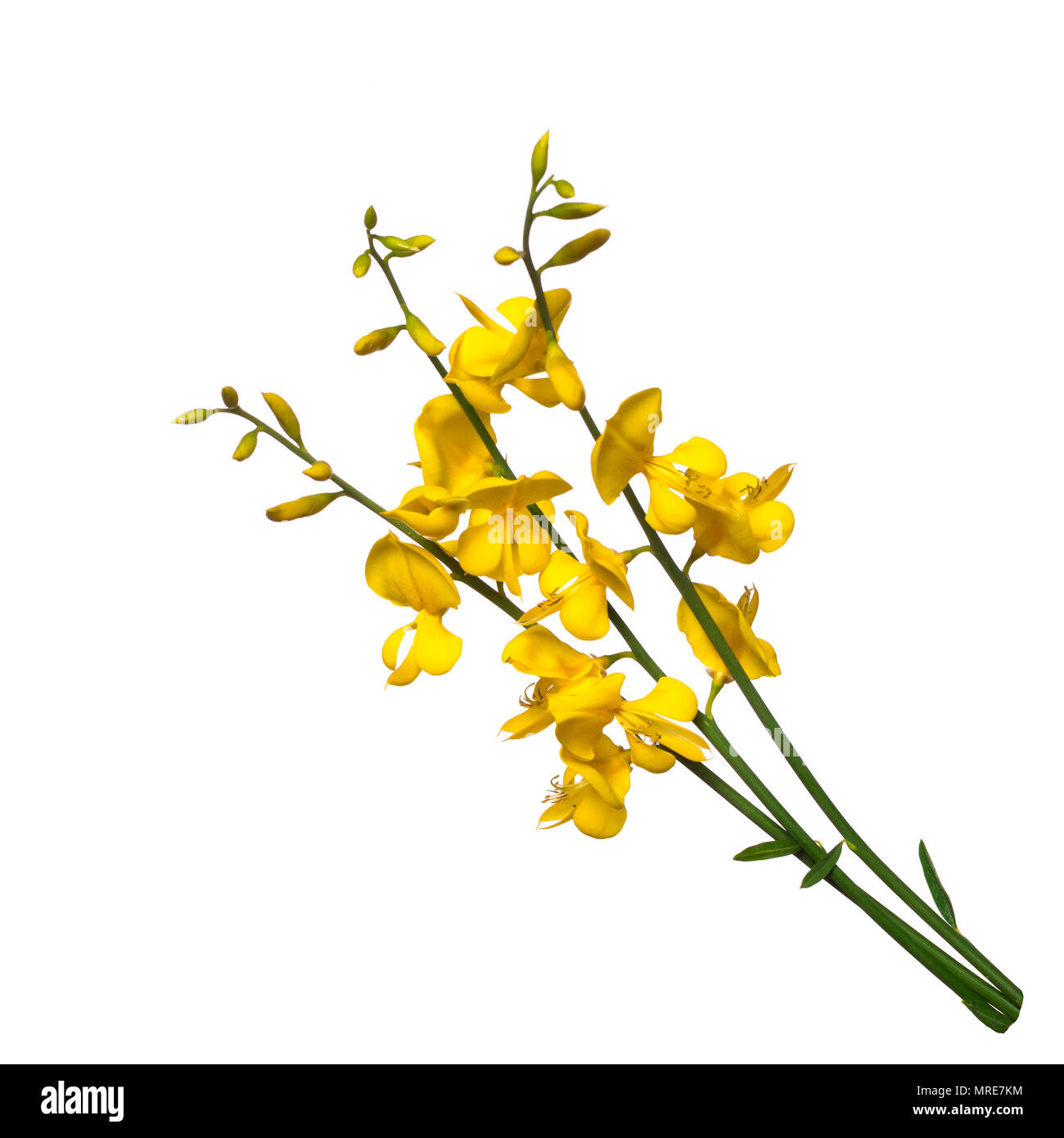 Retama broom bush hi-res stock photography and images - Alamy