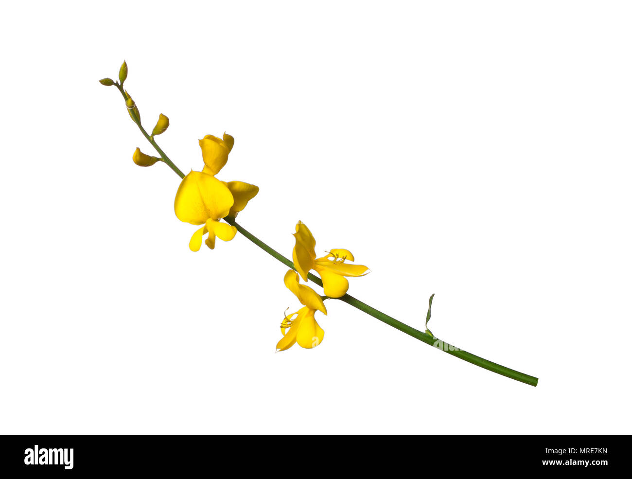 Broom flowers on white background Stock Photo - Alamy