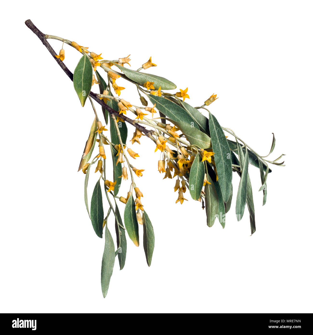 Elaeagnus angustifolia Cut Out Stock Images & Pictures - Alamy