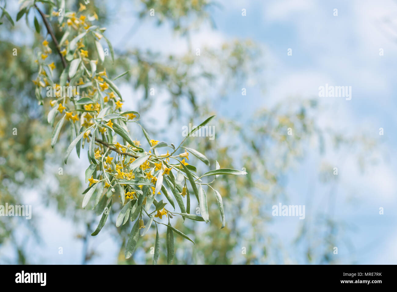 Elaeagnus Stock Photos & Elaeagnus Stock Images - Alamy