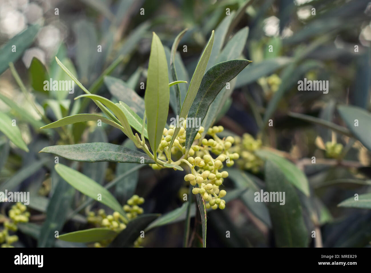 Olive blossom hi-res stock photography and images - Alamy