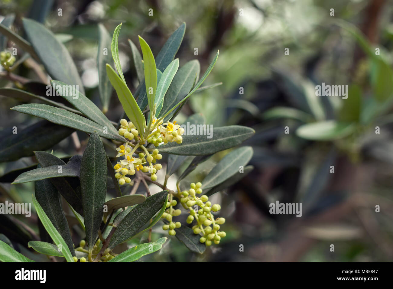 Olive blossom hi-res stock photography and images - Alamy