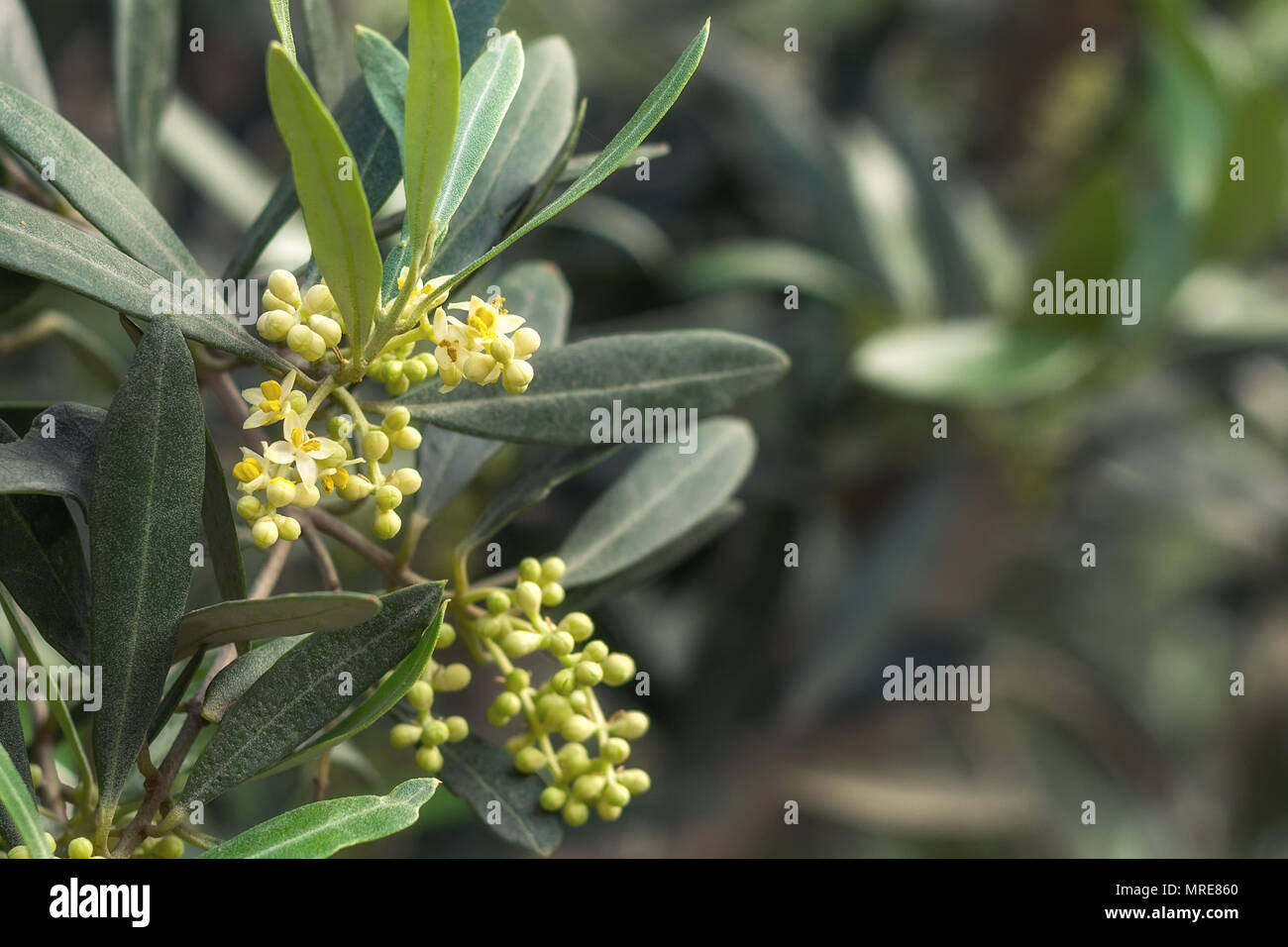 Blooming olive tree Stock Photo - Alamy