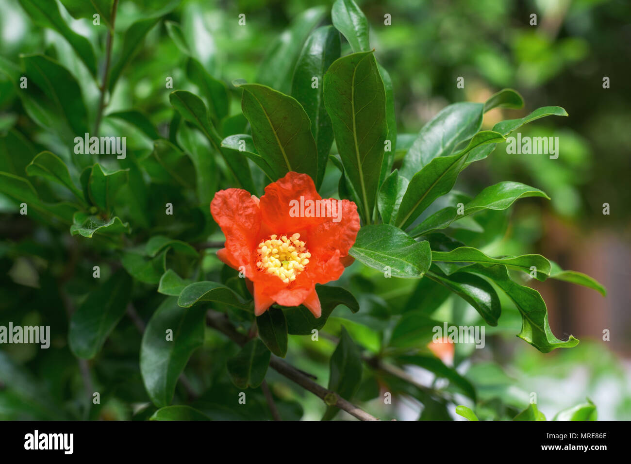 Pomegranate bloom hi-res stock photography and images - Alamy