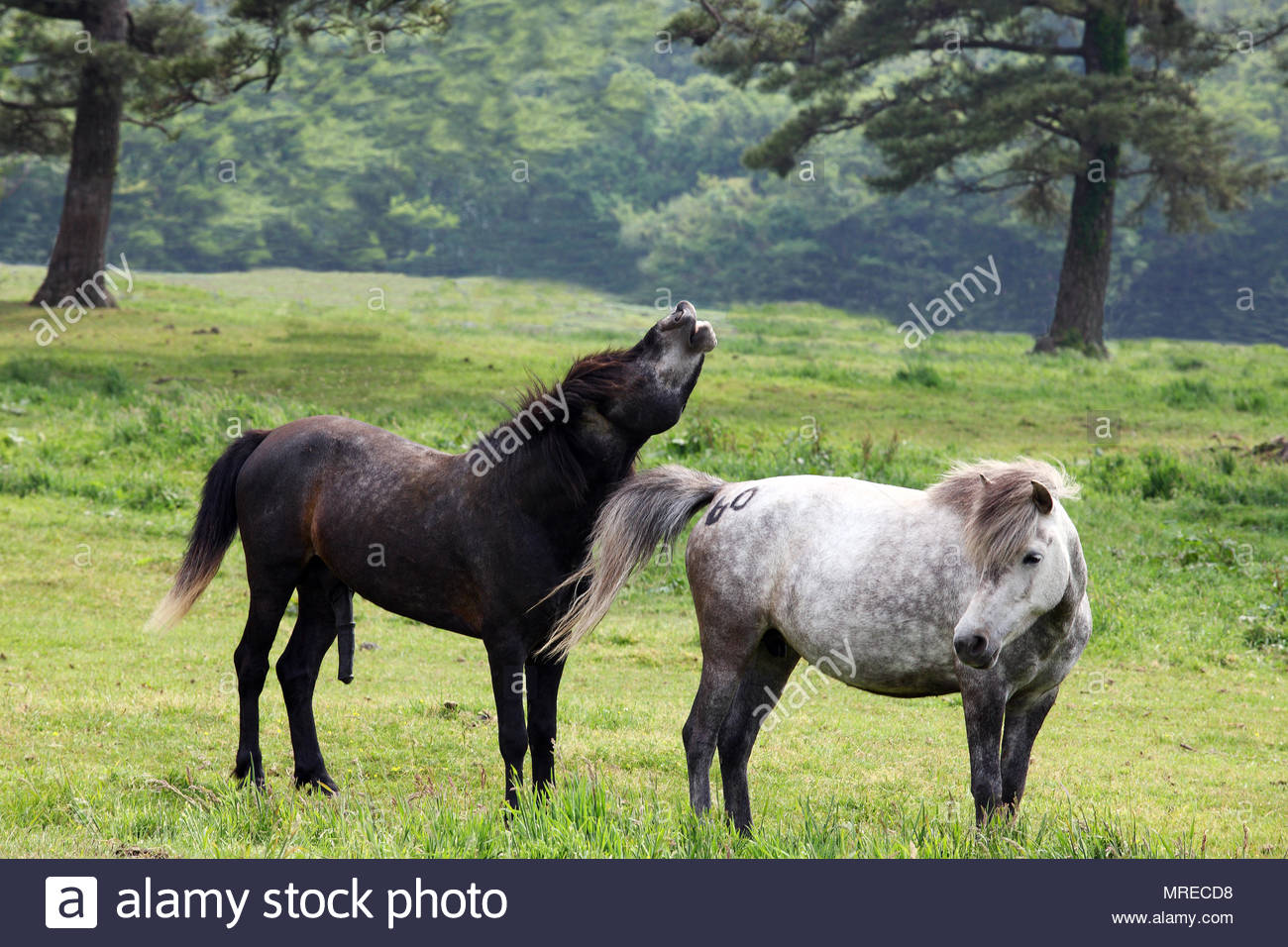 Jeju Island Korea Stock Photos & Jeju Island Korea Stock Images - Alamy