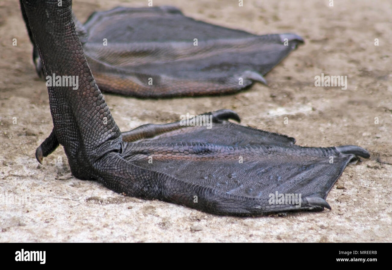 Webbed toes hi-res stock photography and images - Alamy