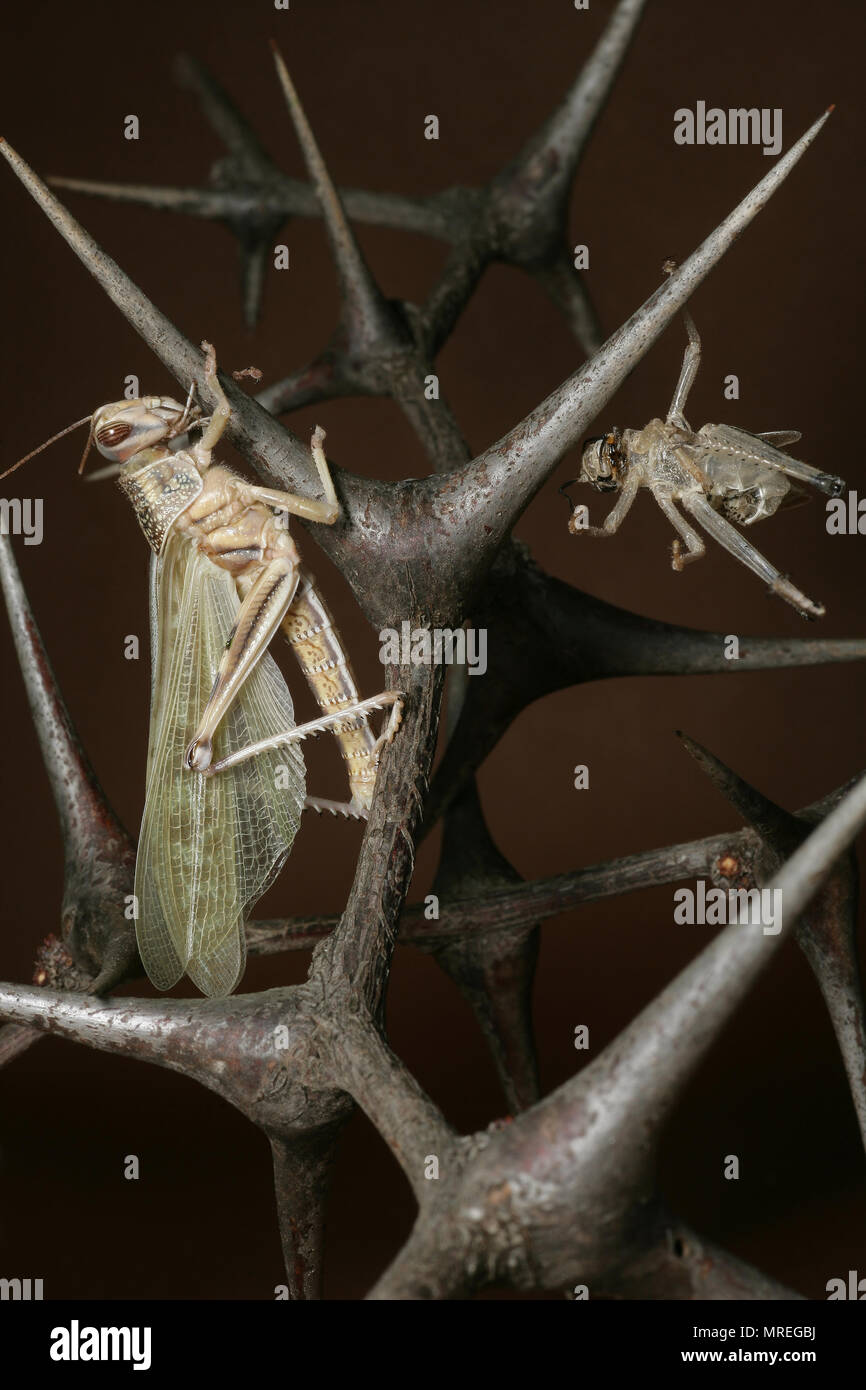 Insect shedding skin hi-res stock photography and images - Alamy