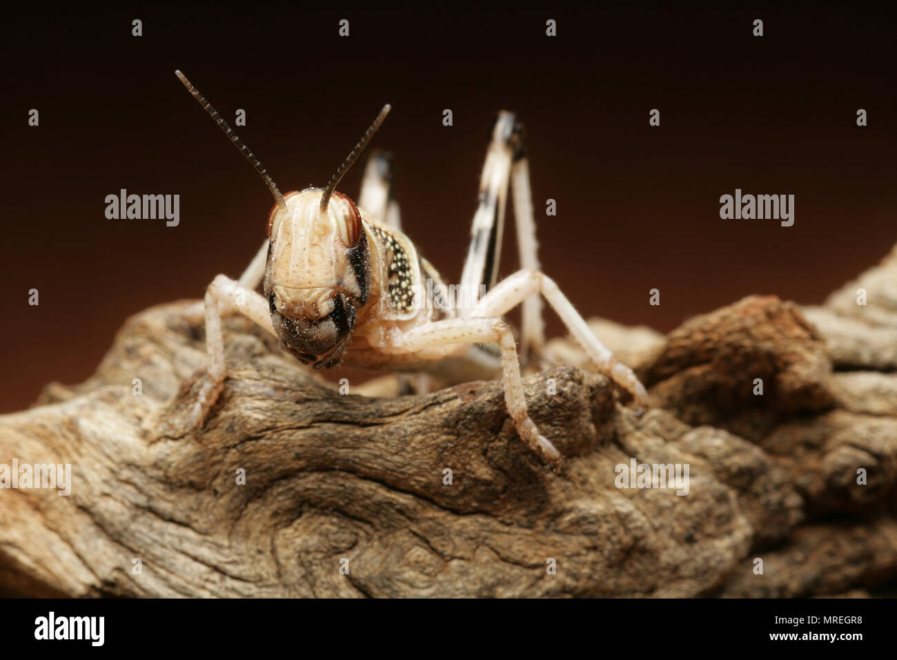 A captive desert locust nymph or hopper, Schistcerca gregaria, that was ...