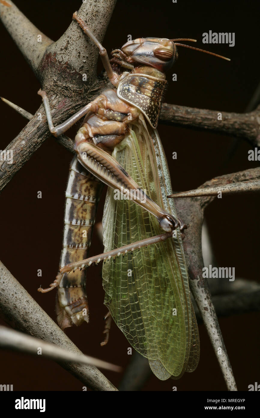Desert Locust Stock Photos & Desert Locust Stock Images - Alamy