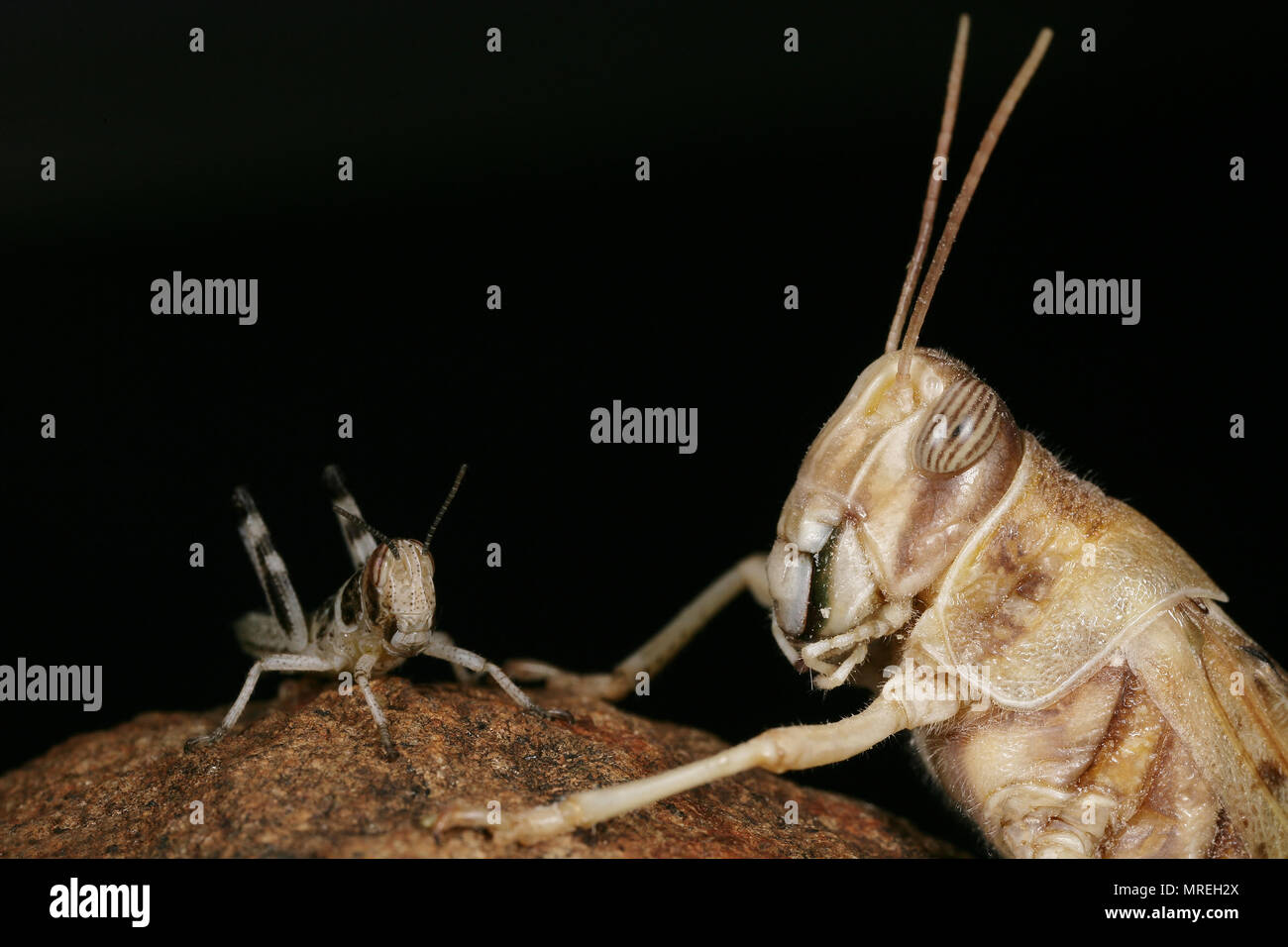 Desert locust nymph hi-res stock photography and images - Alamy