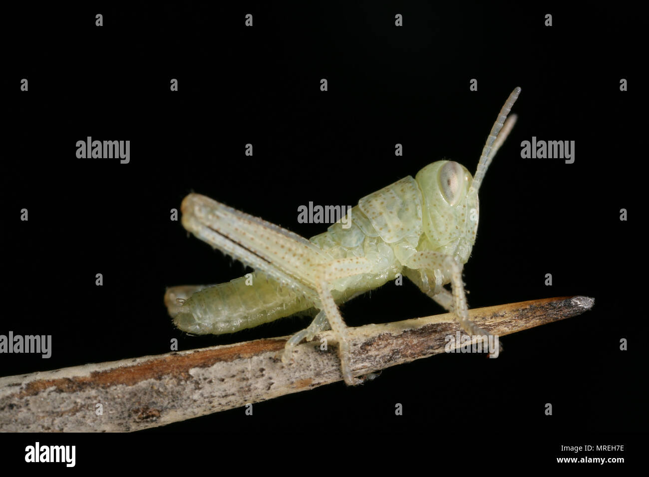 Locusts hi-res stock photography and images - Alamy