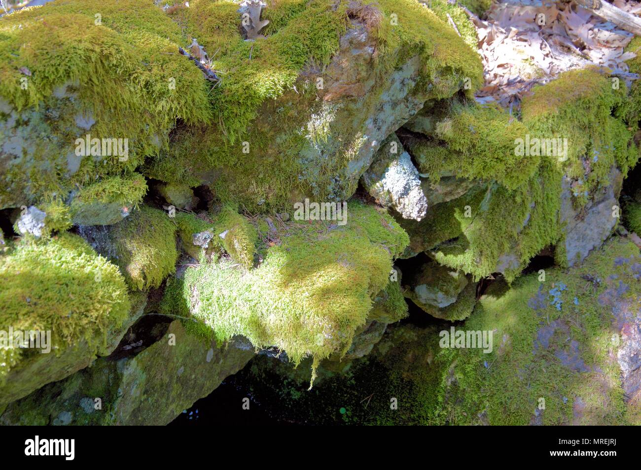 Moss in spring hi-res stock photography and images - Alamy