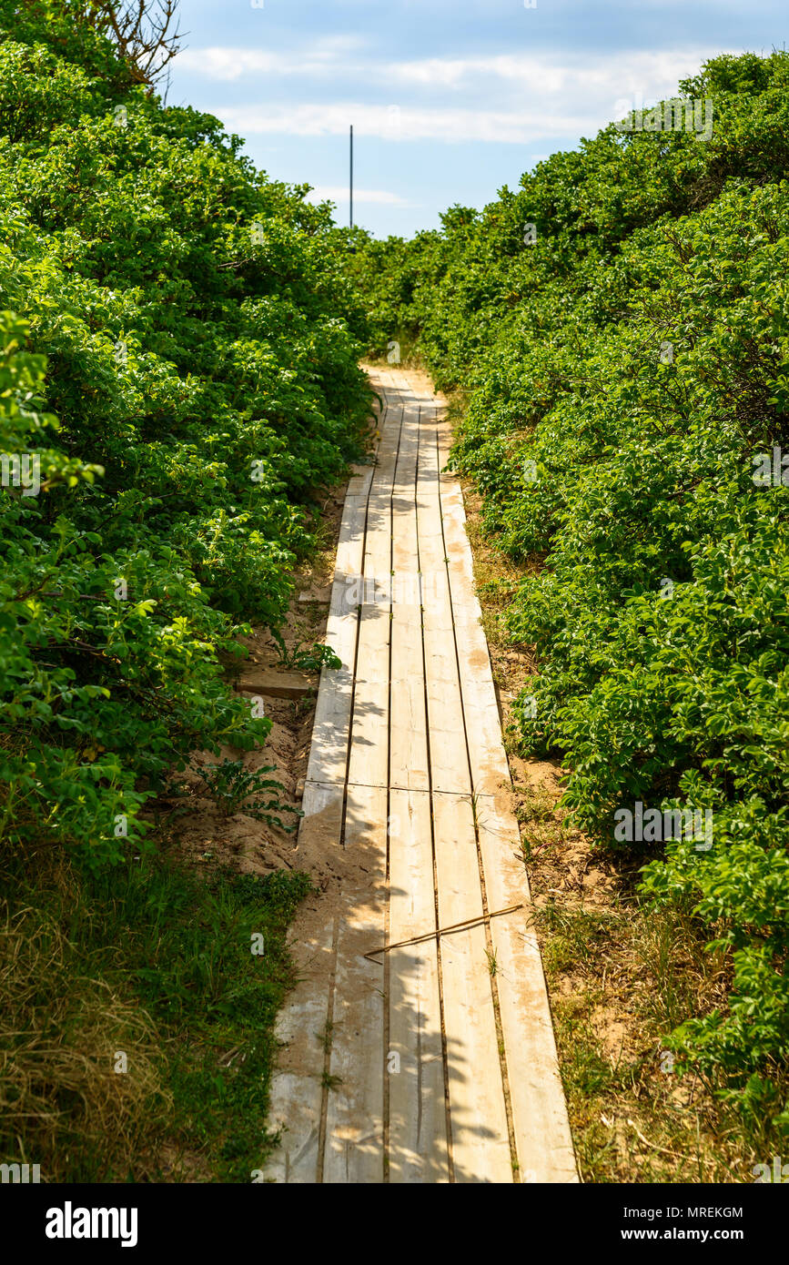 Narrow wooden path or trail to the beach through overgrown sand dunes ...