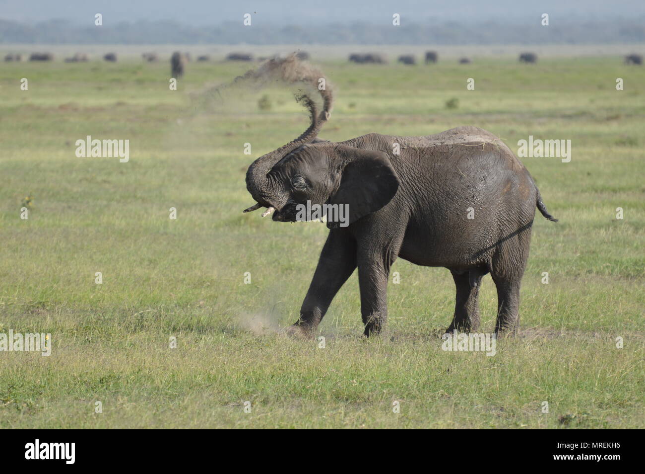 Cool elephant hi-res stock photography and images - Alamy