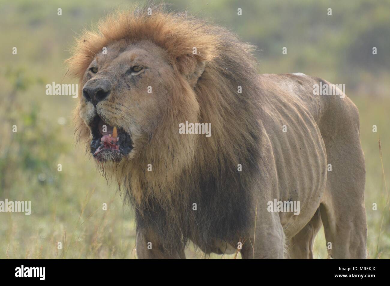 Male lion with full mane roars on Maasai Mara Stock Photo - Alamy