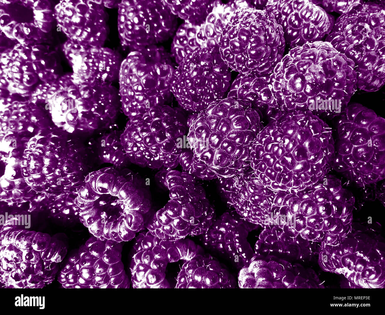 Purple raspberries in a full frame Stock Photo - Alamy