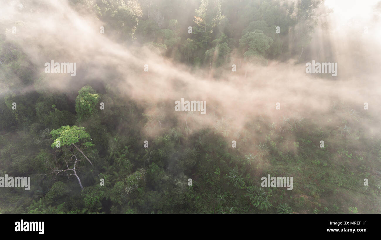 morning fog in dense tropical rainforest, south of Thailand Stock Photo ...