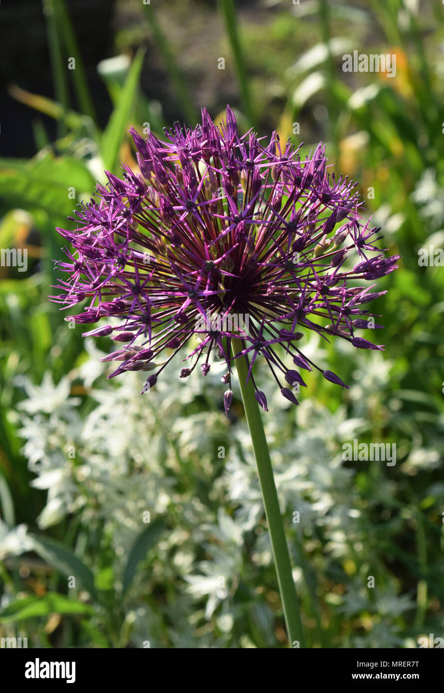 Tall bulb hi-res stock photography and images - Alamy