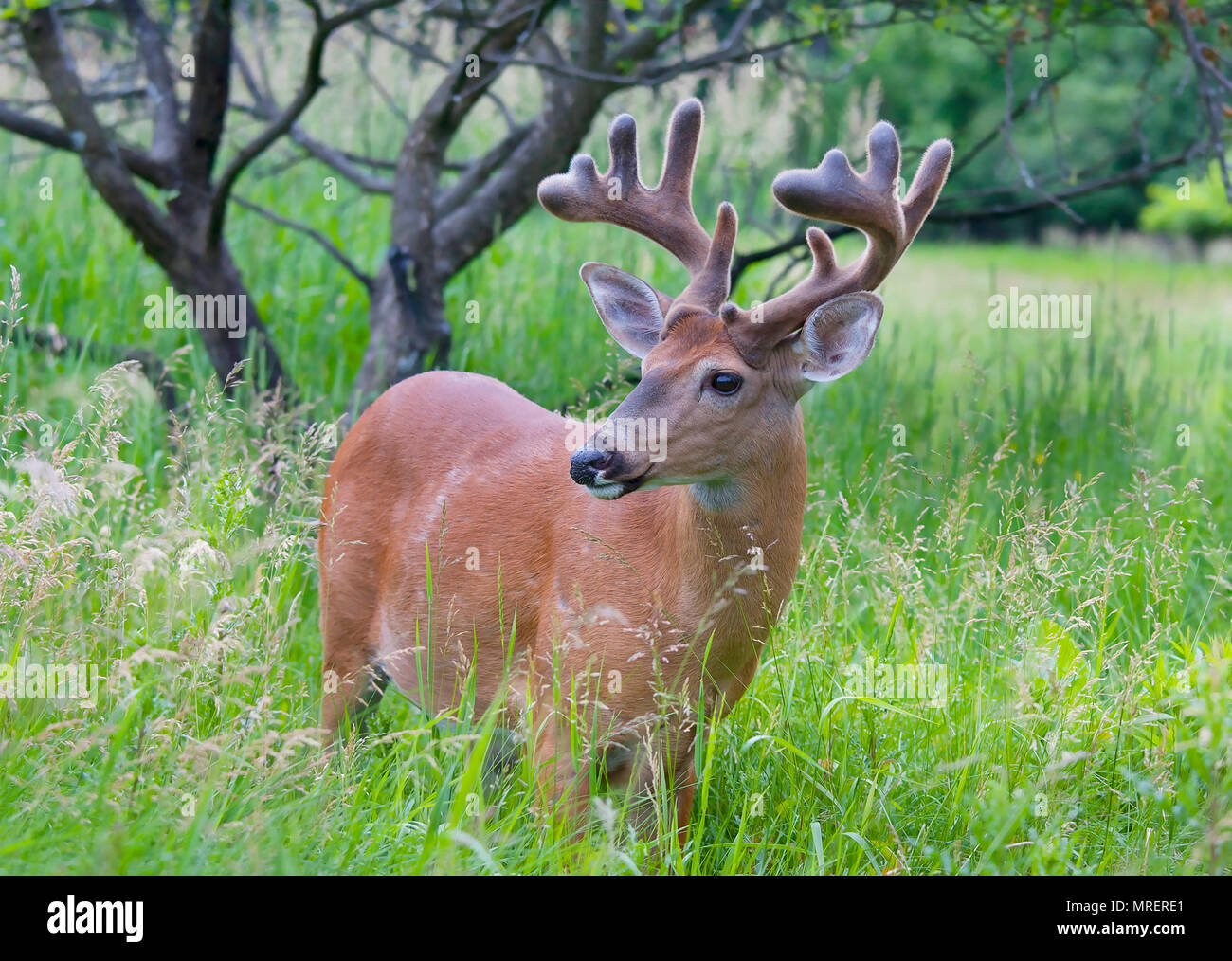 White-tailed deer buck in a spring meadow in Canada Stock Photo - Alamy