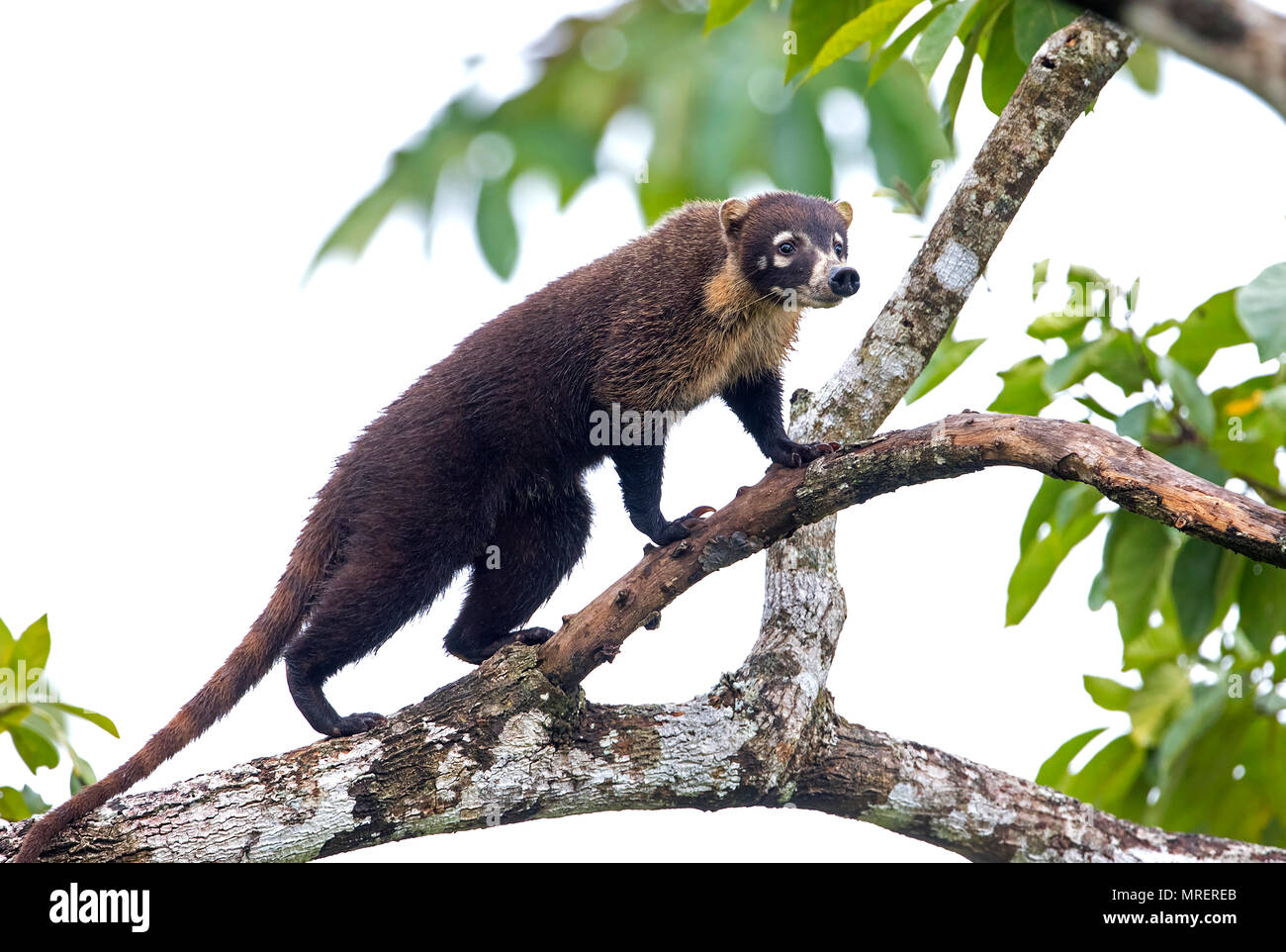 White-nosed Coati (coatimundi) in Costa Rica Stock Photo - Alamy