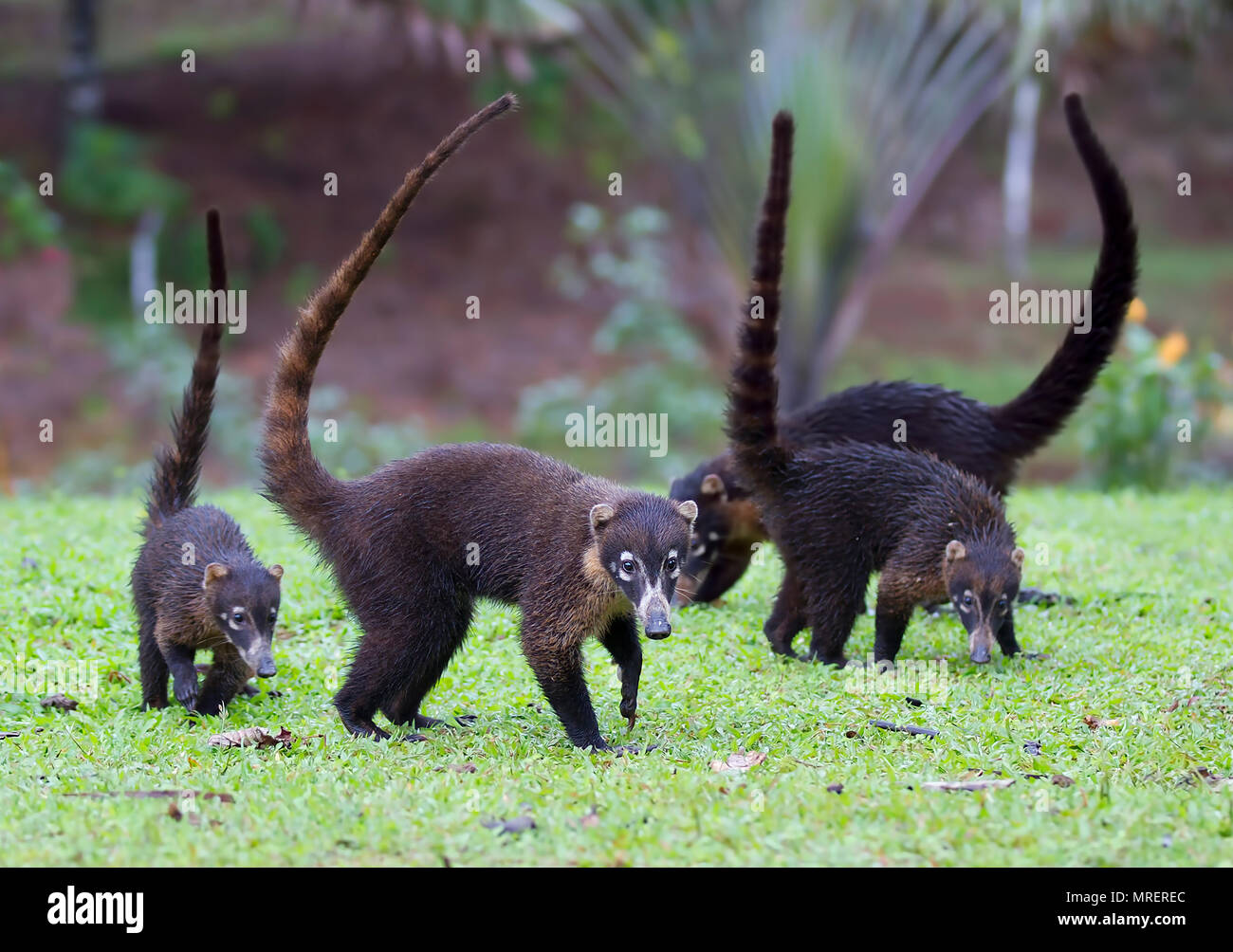 White-nosed Coati (coatimundi) in Costa Rica Stock Photo - Alamy
