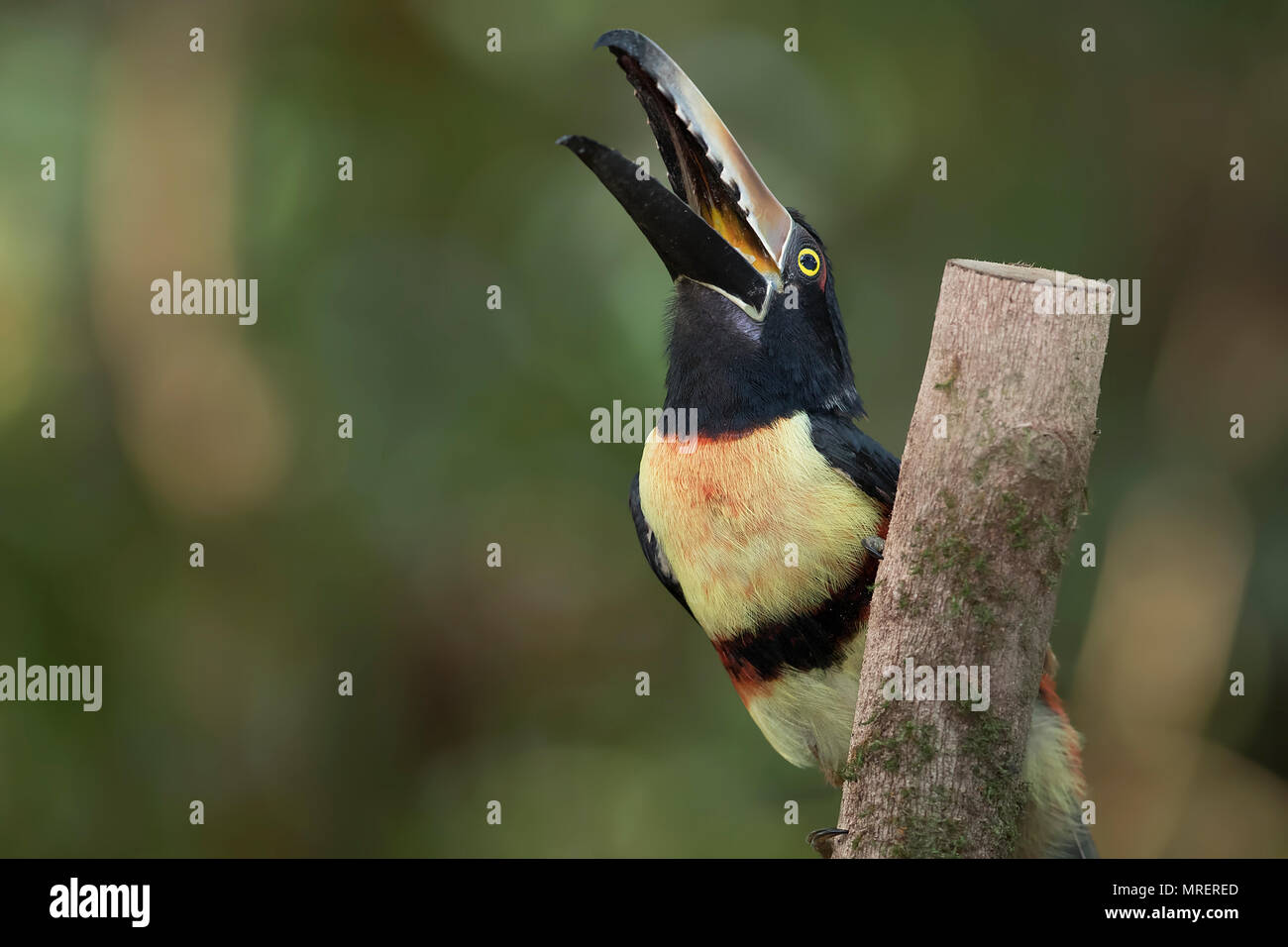 Collared Aracari Toucan (Pteroglossus) Costa Rica Stock Photo - Alamy