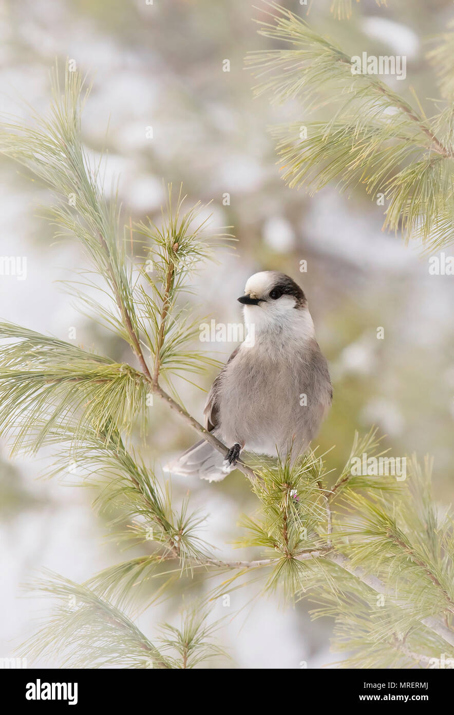 Canada Jay or Gray Jay (Perisoreus canadensis) perched on branch in ...
