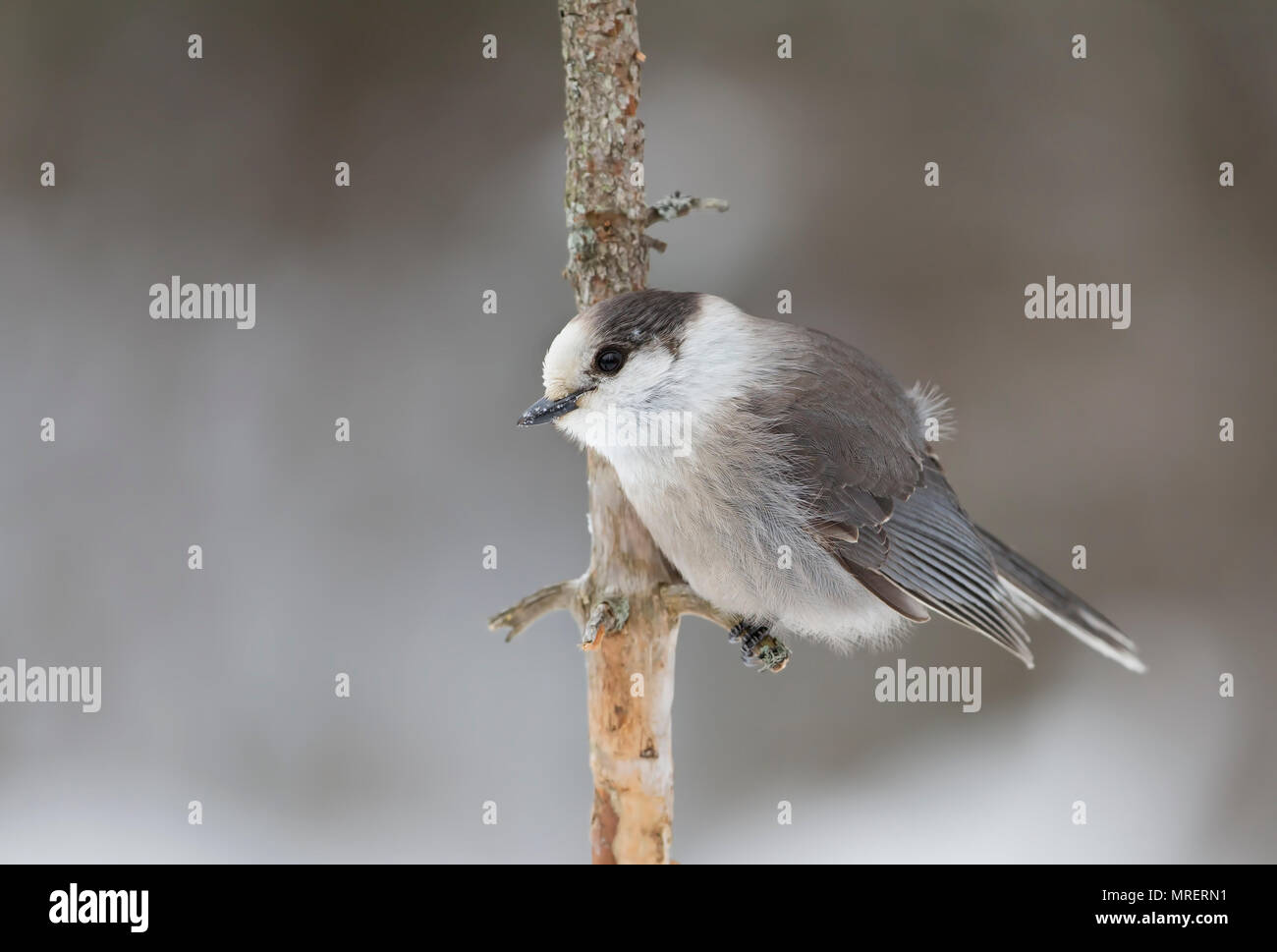 Canada Jay or Gray Jay (Perisoreus canadensis) perched on branch in ...