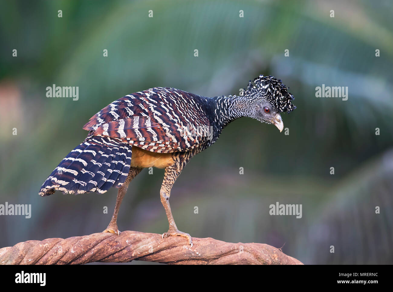 Great Curassow female in Costa Rica Stock Photo - Alamy