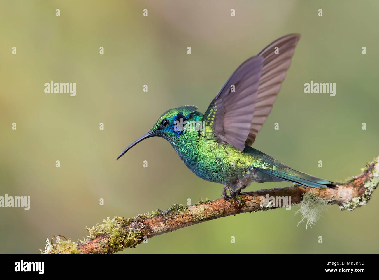 Green violetear or Mexican violetear hummingbird (Colibri thalassinus ...