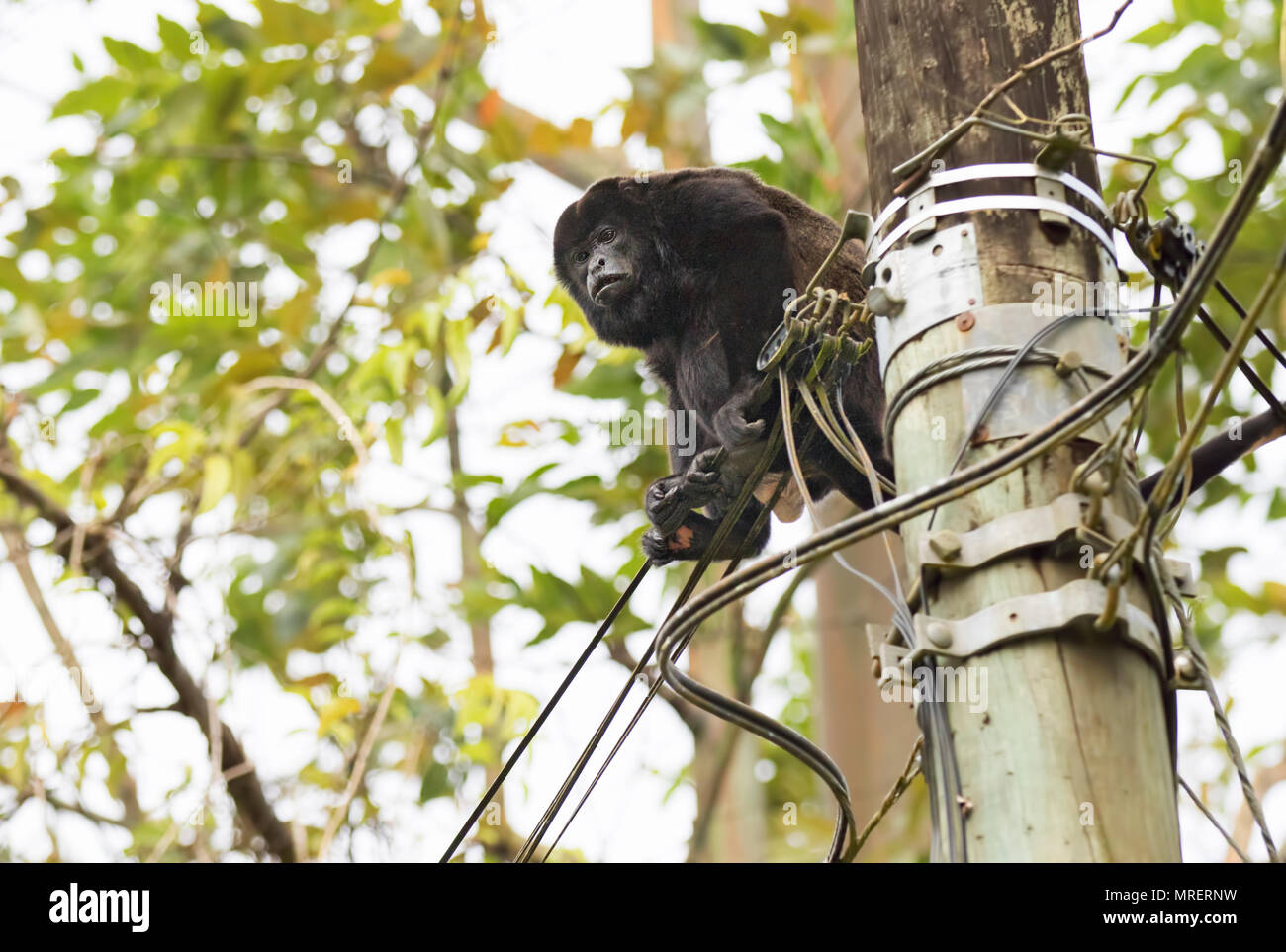 Hydro wires hi-res stock photography and images - Alamy