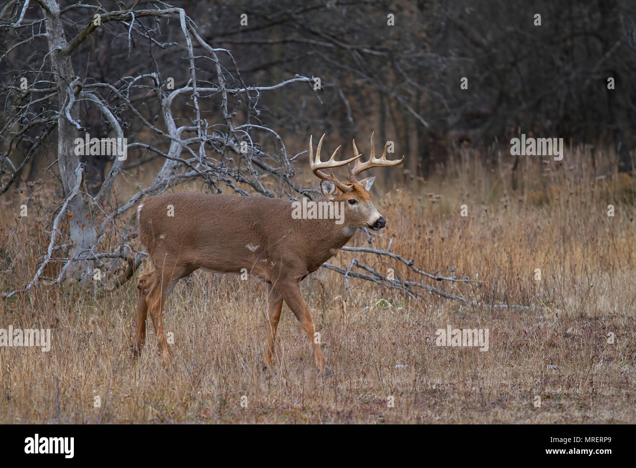 White-tailed deer buck with a huge neck looks over the field for a mate ...