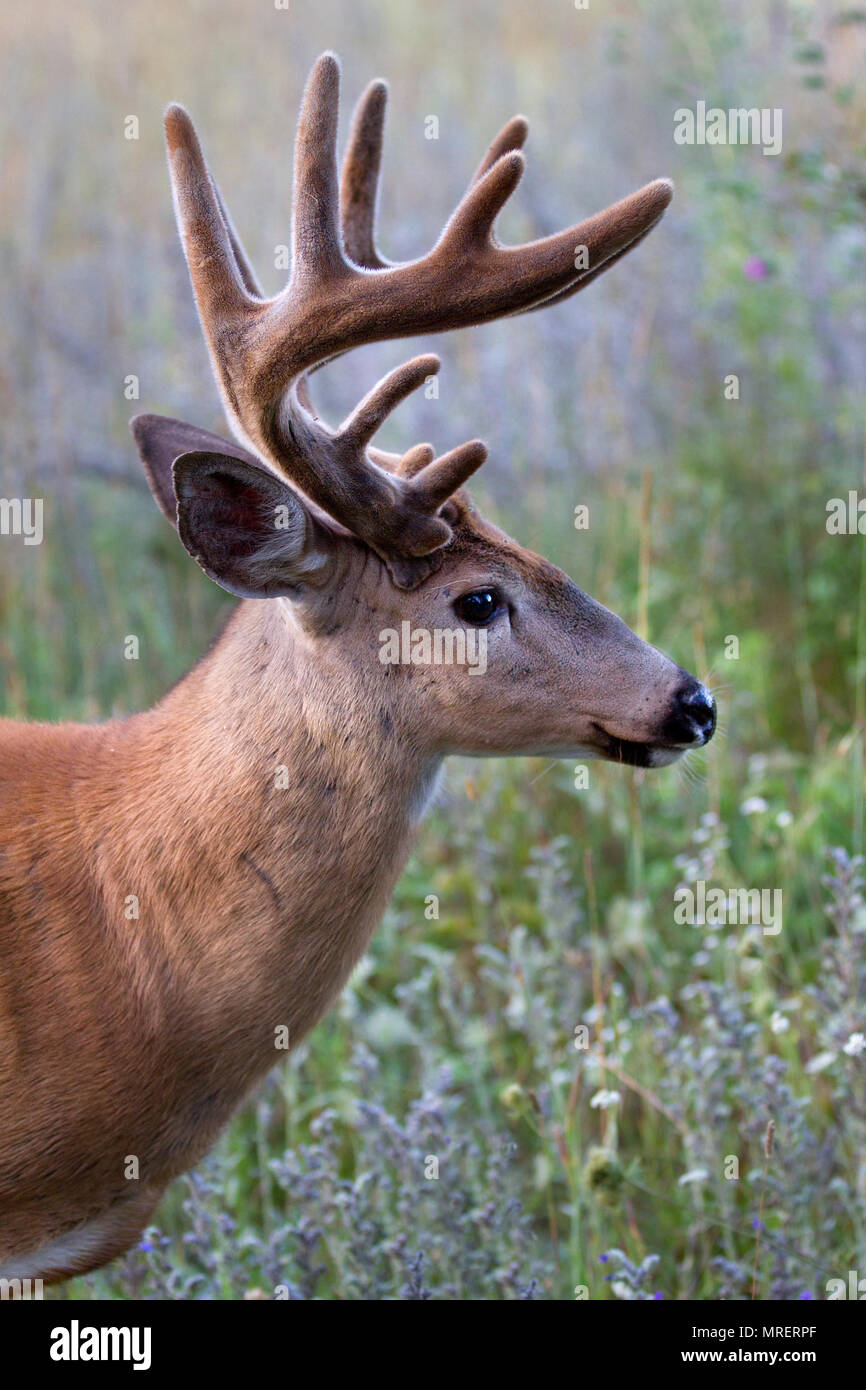 Whitetail Deer Antlers Side View
