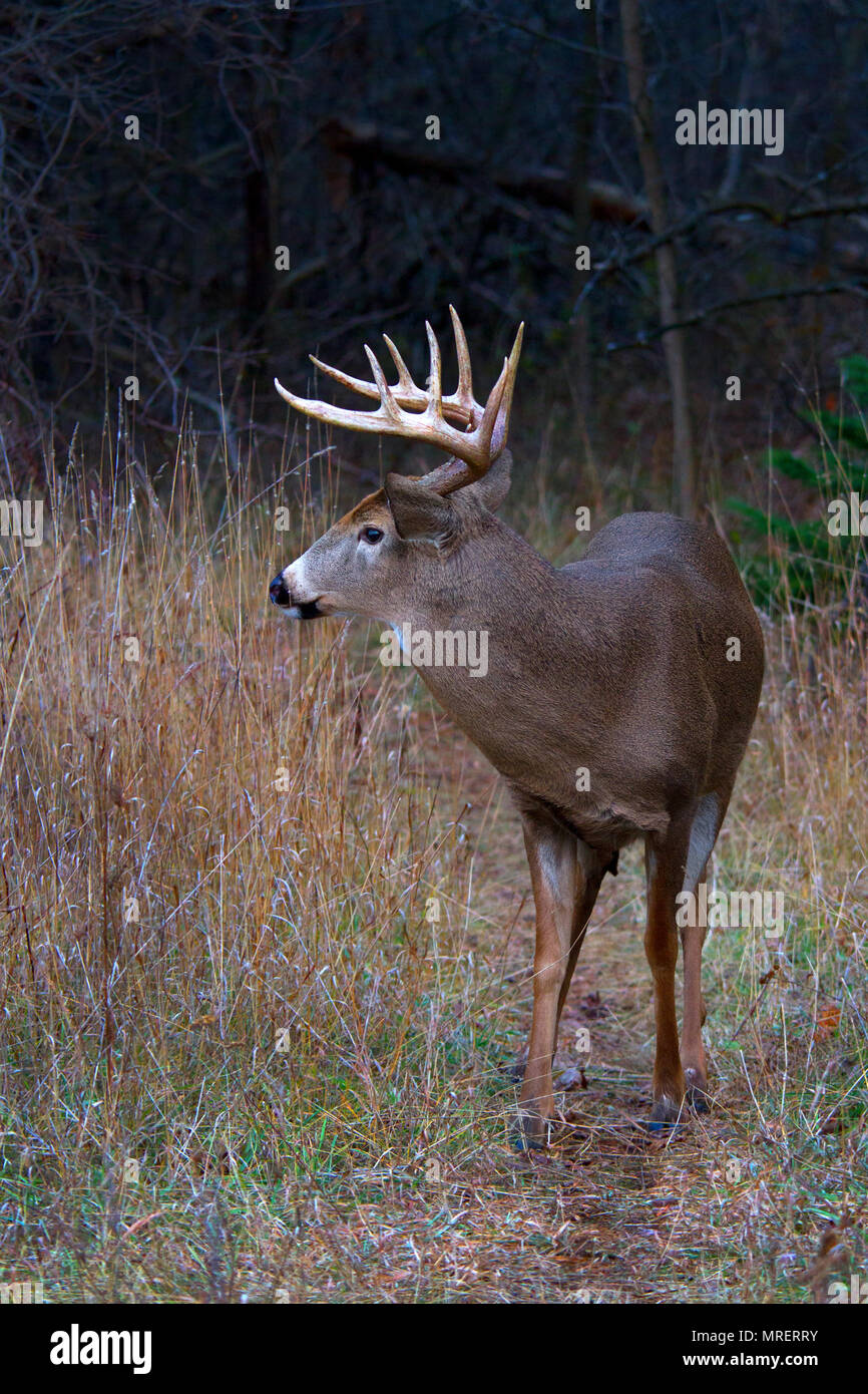 Whitetail buck doe rut hi-res stock photography and images - Alamy