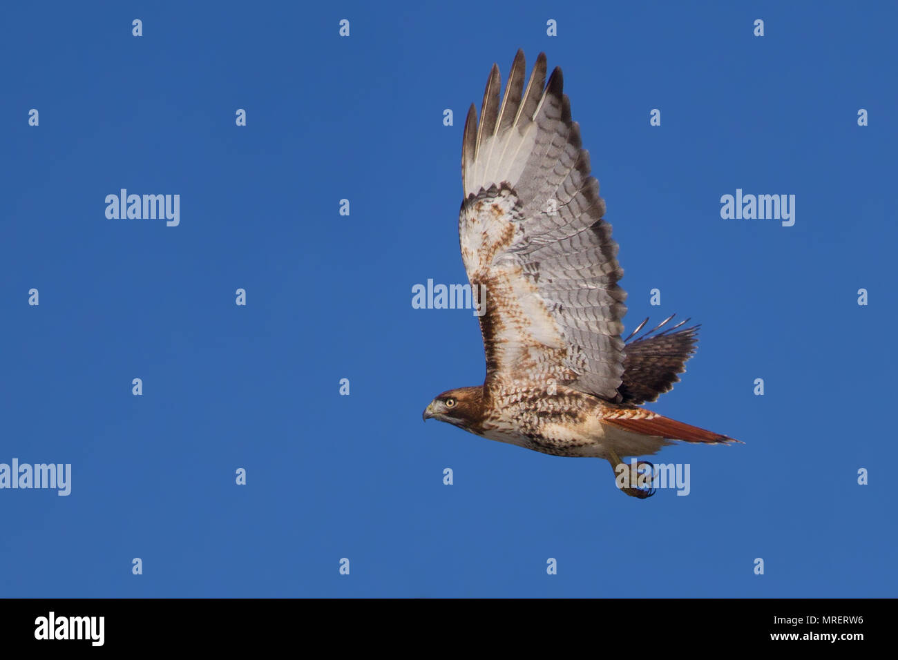 Red tailed hawk with wings spread hi-res stock photography and images ...
