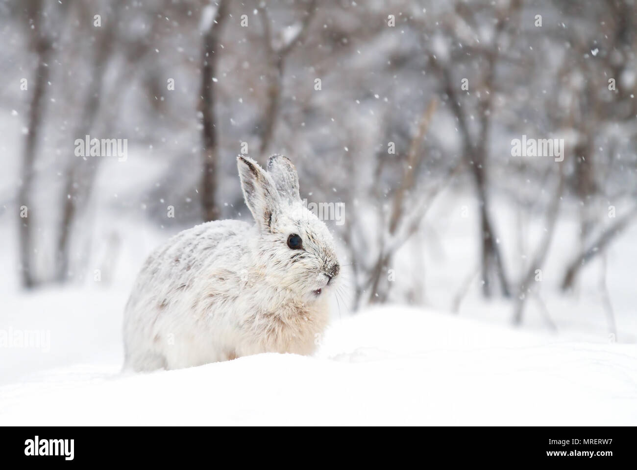 Snowshoe hare white hi-res stock photography and images - Alamy