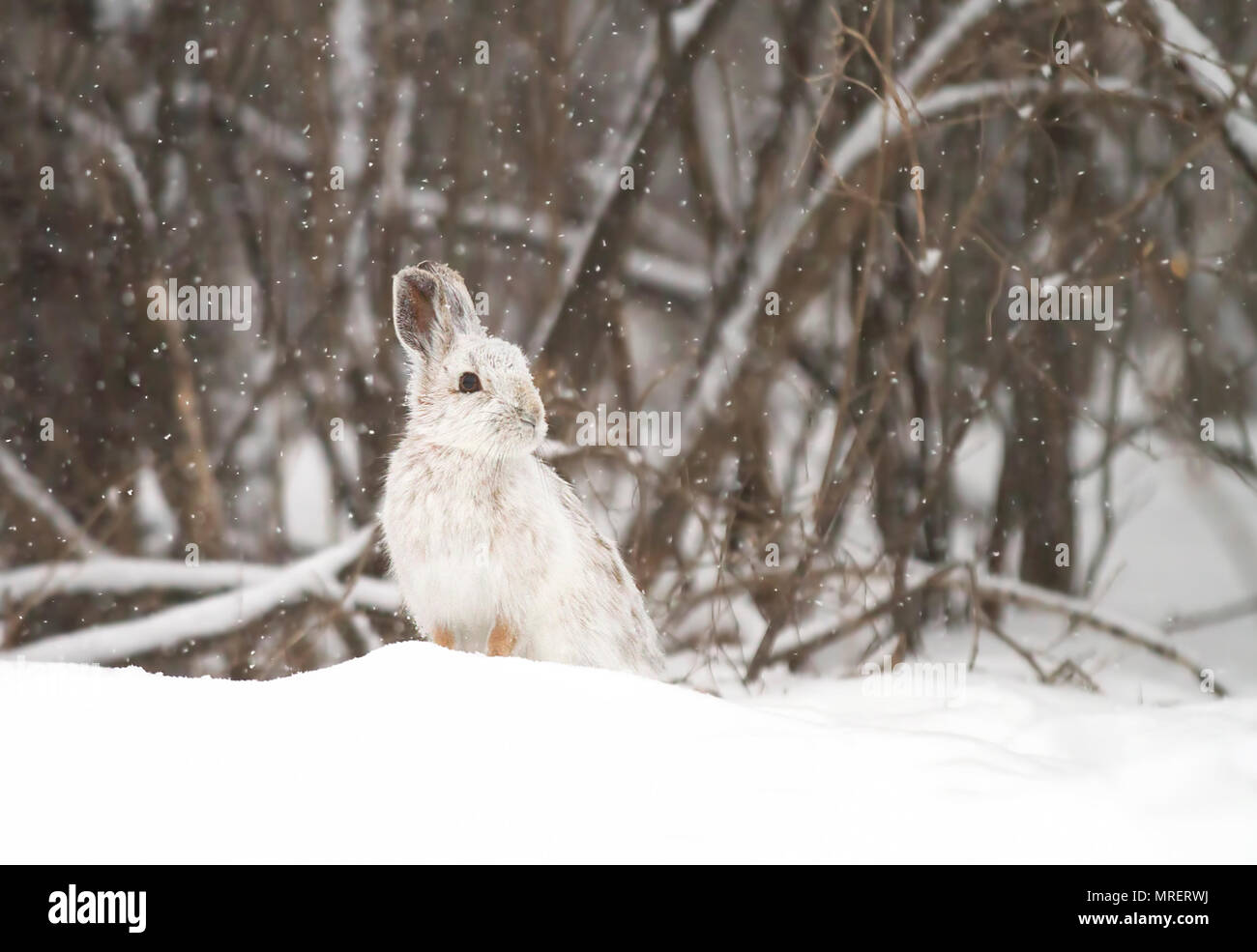 Snowshoe hare or Varying hare (Lepus americanus) standing in the snow ...