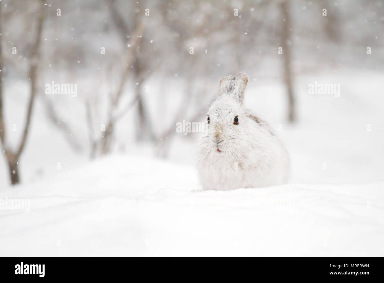 Snowshoe hare or Varying hare (Lepus americanus) standing in the snow ...